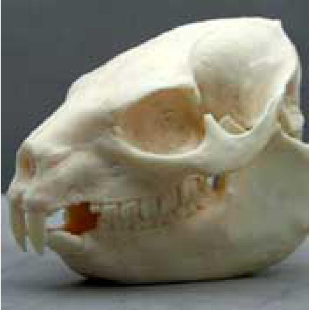 Hyrax Skull