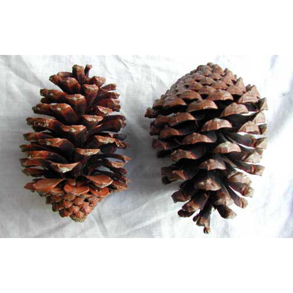 Natural - Pine Cones