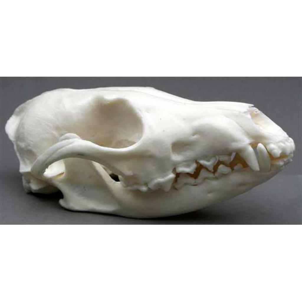 Replica Skulls and Skeletons | Starbeck Education