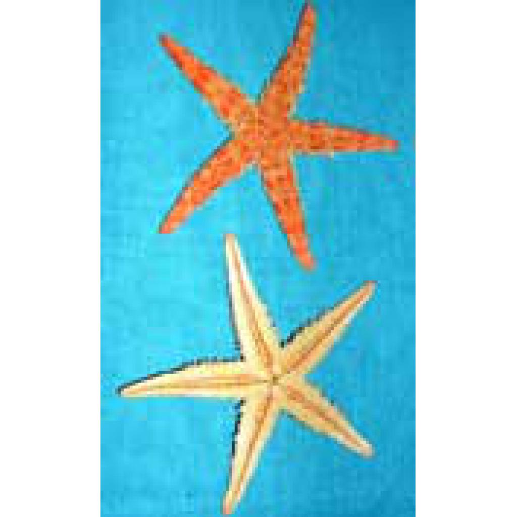 50 x Mini Starfish