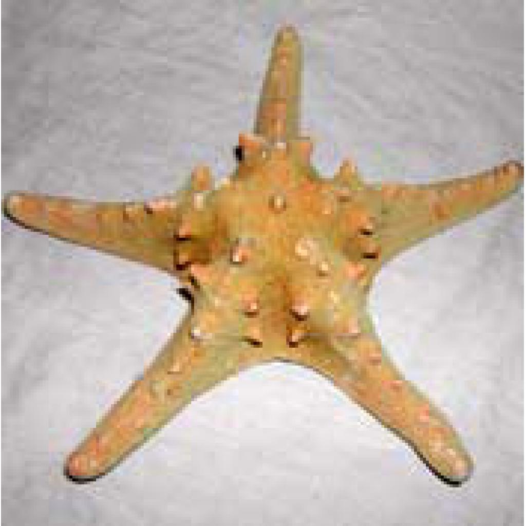 50 x Mini Starfish