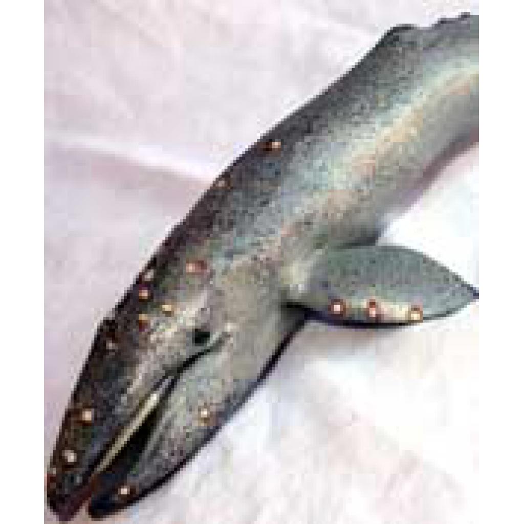 Dried Devil Fish (Ray) | Starbeck Education