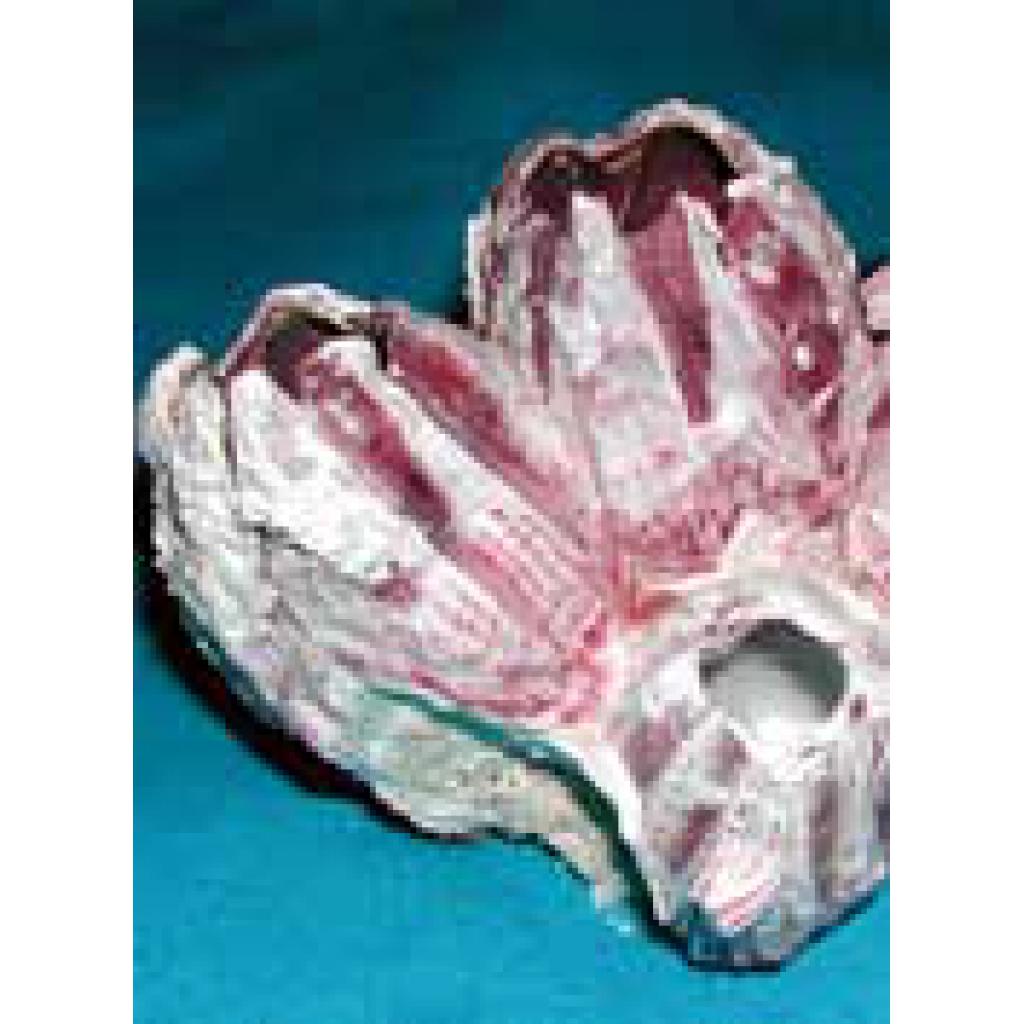 Dried Devil Fish (Ray) | Starbeck Education