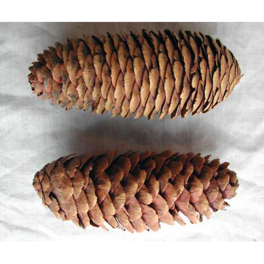 Natural - Pine Cones