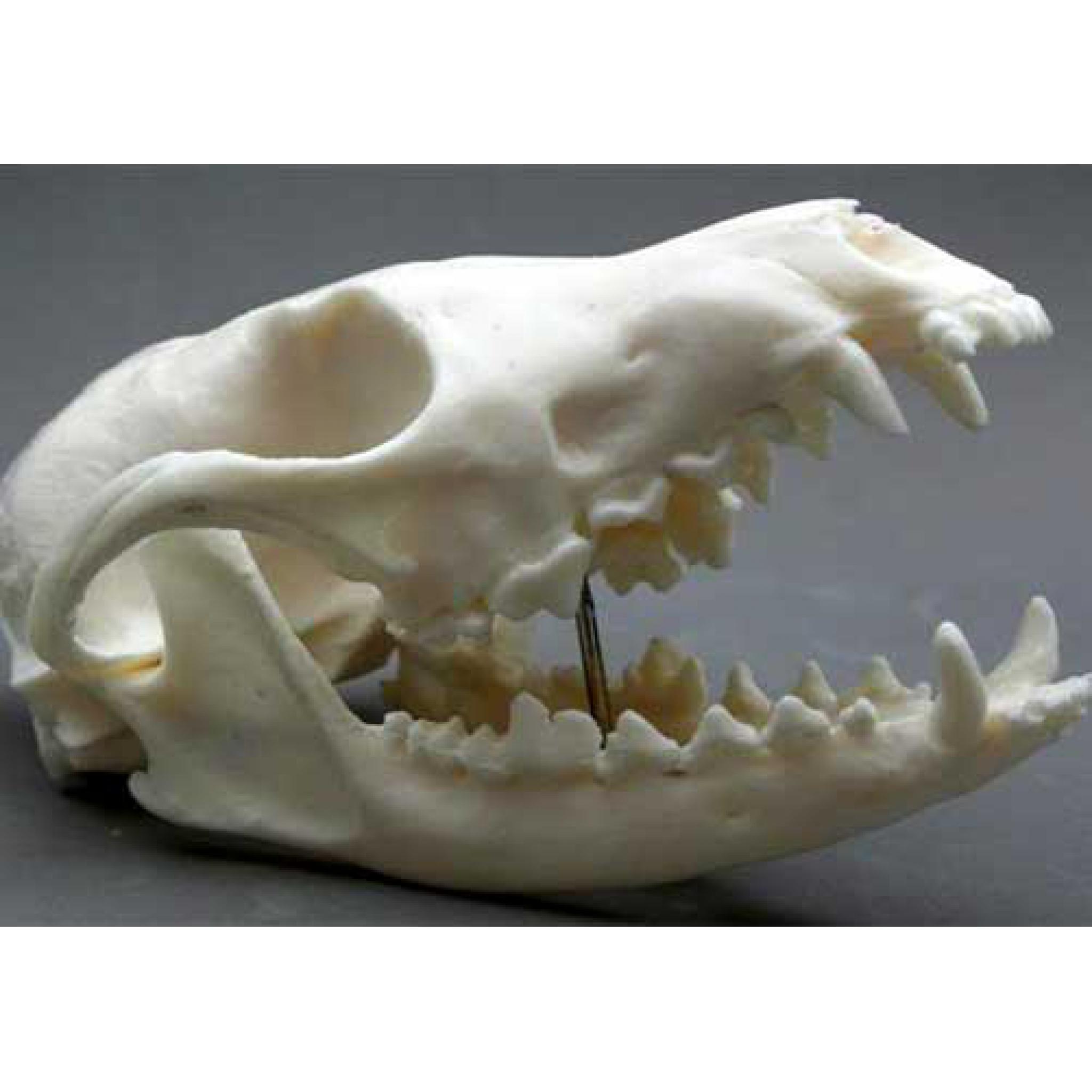 Fox Skull