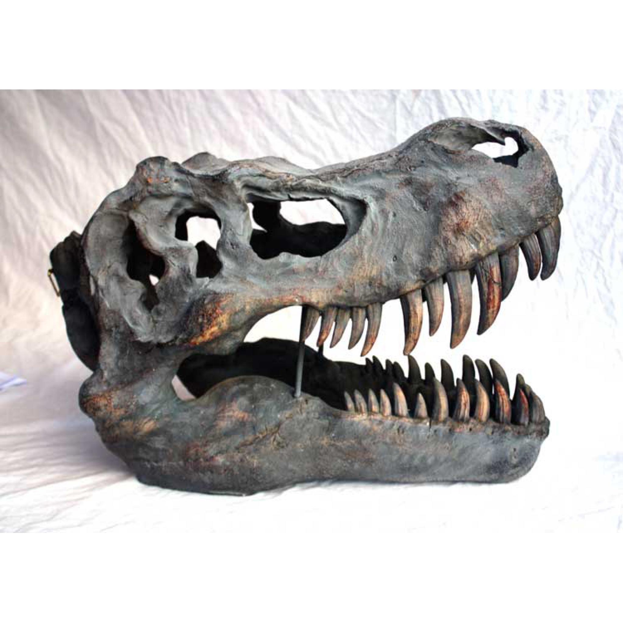 Large Tyrannosaurus Rex Skull