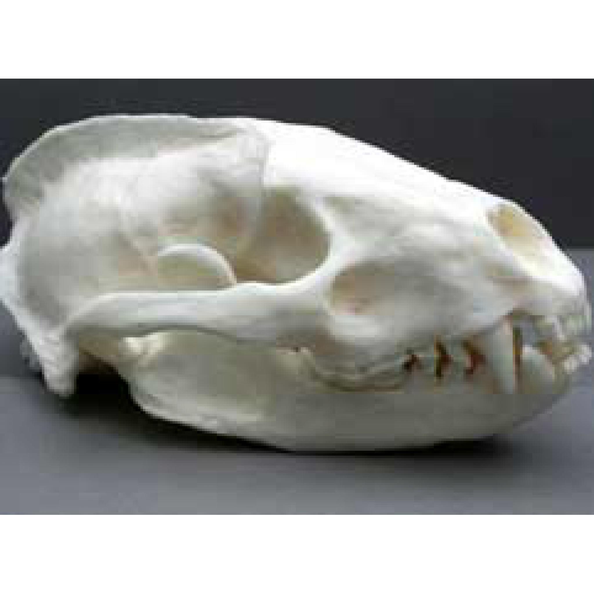 Badger Skull