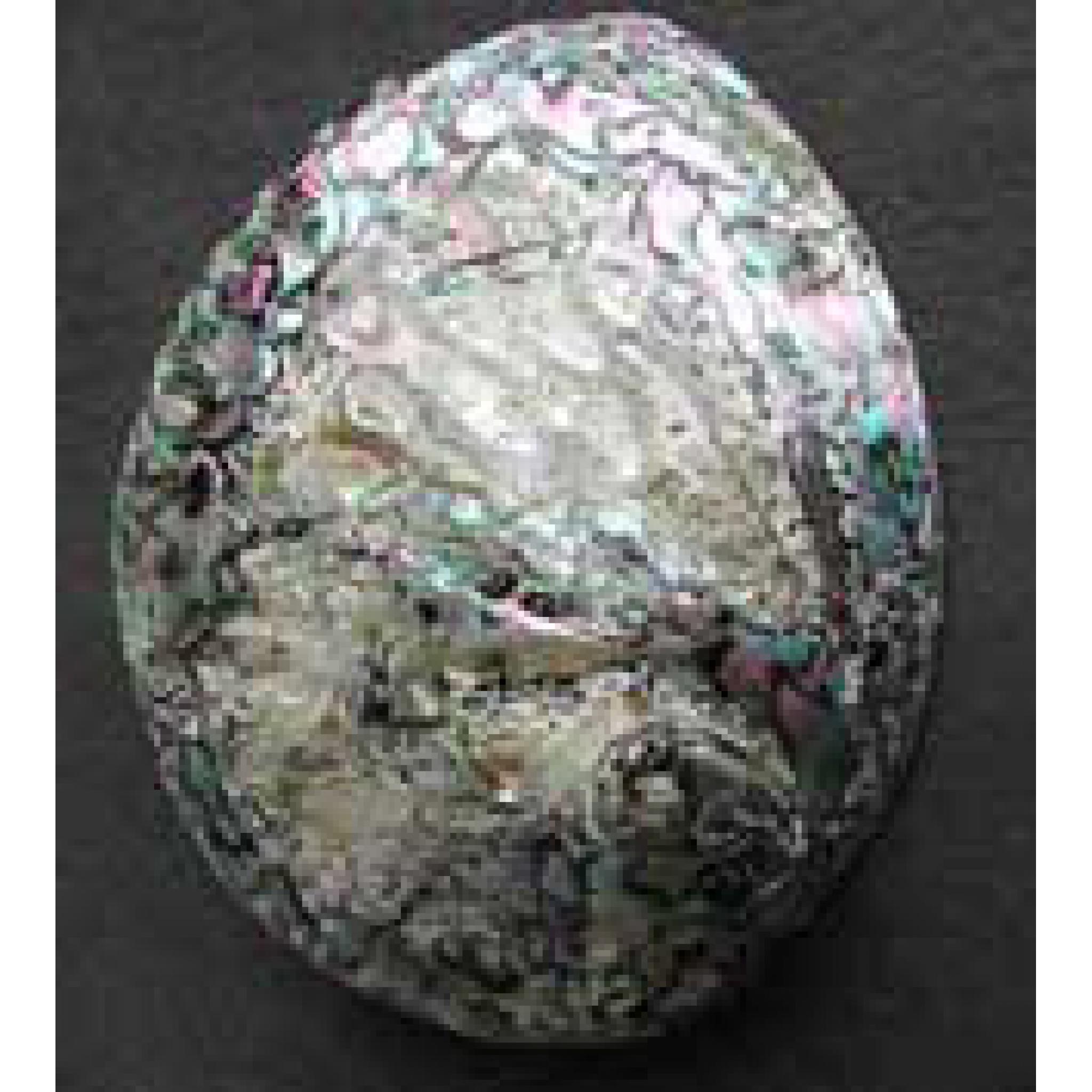 Large Polished Abalone