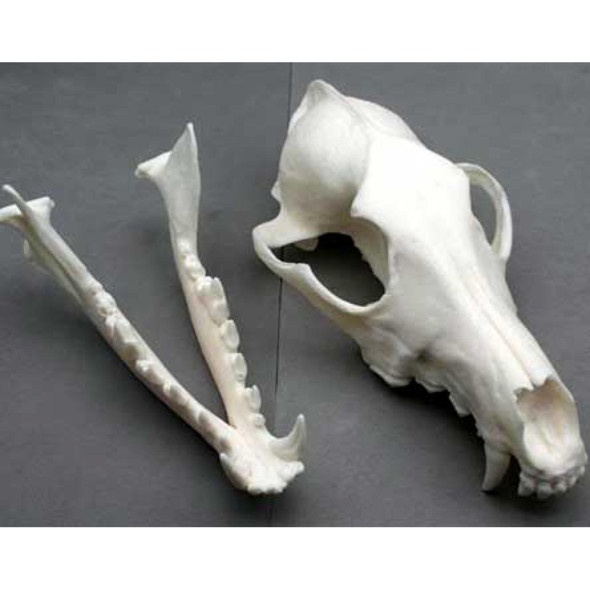 Coyote Skull