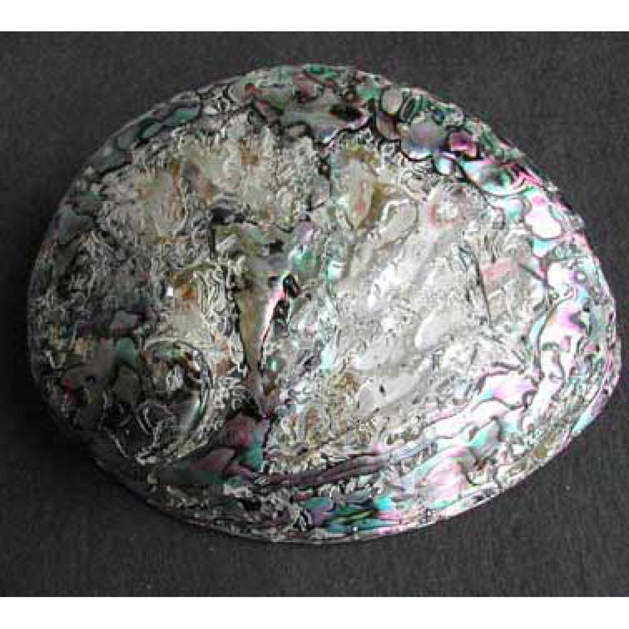Large Polished Abalone