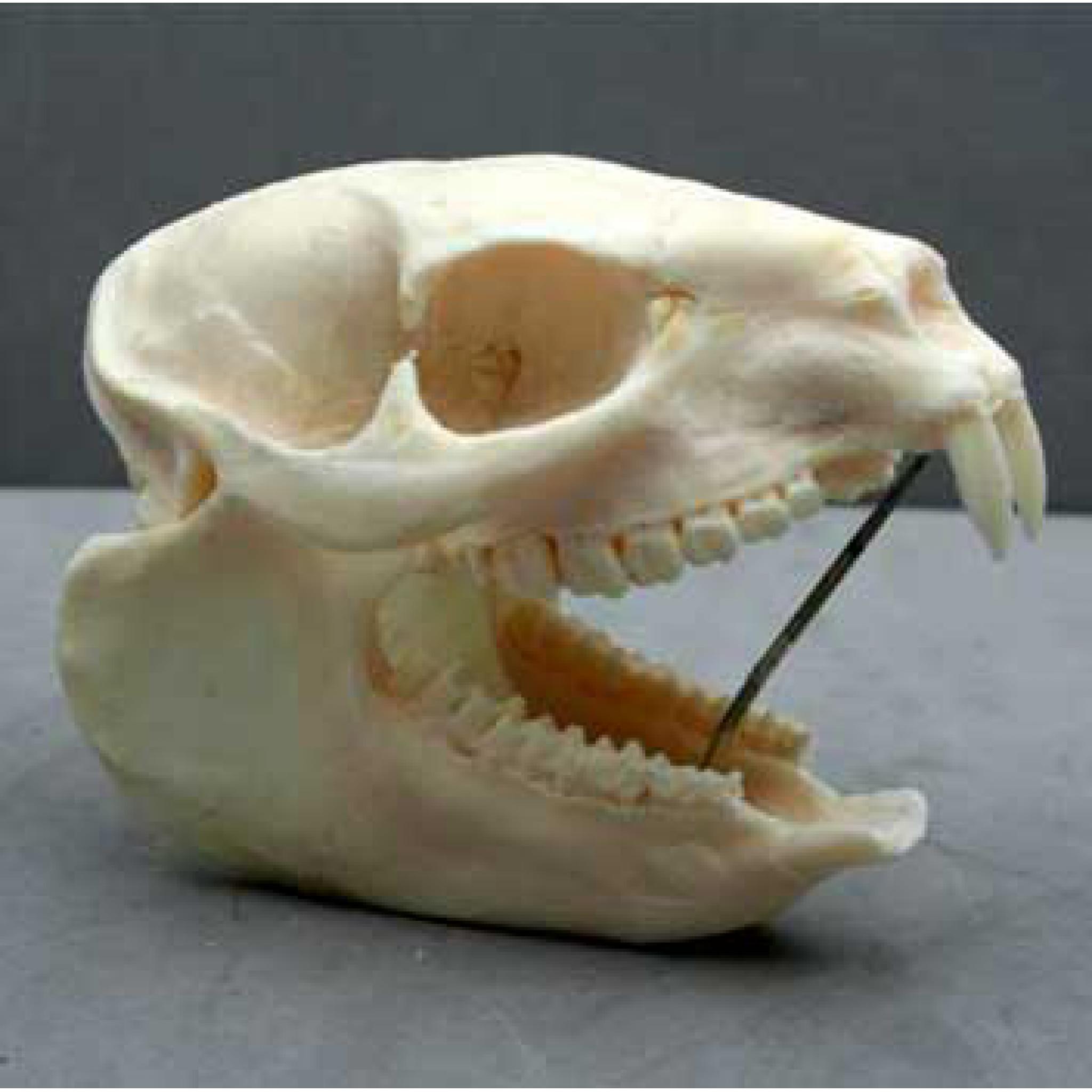 Hyrax Skull