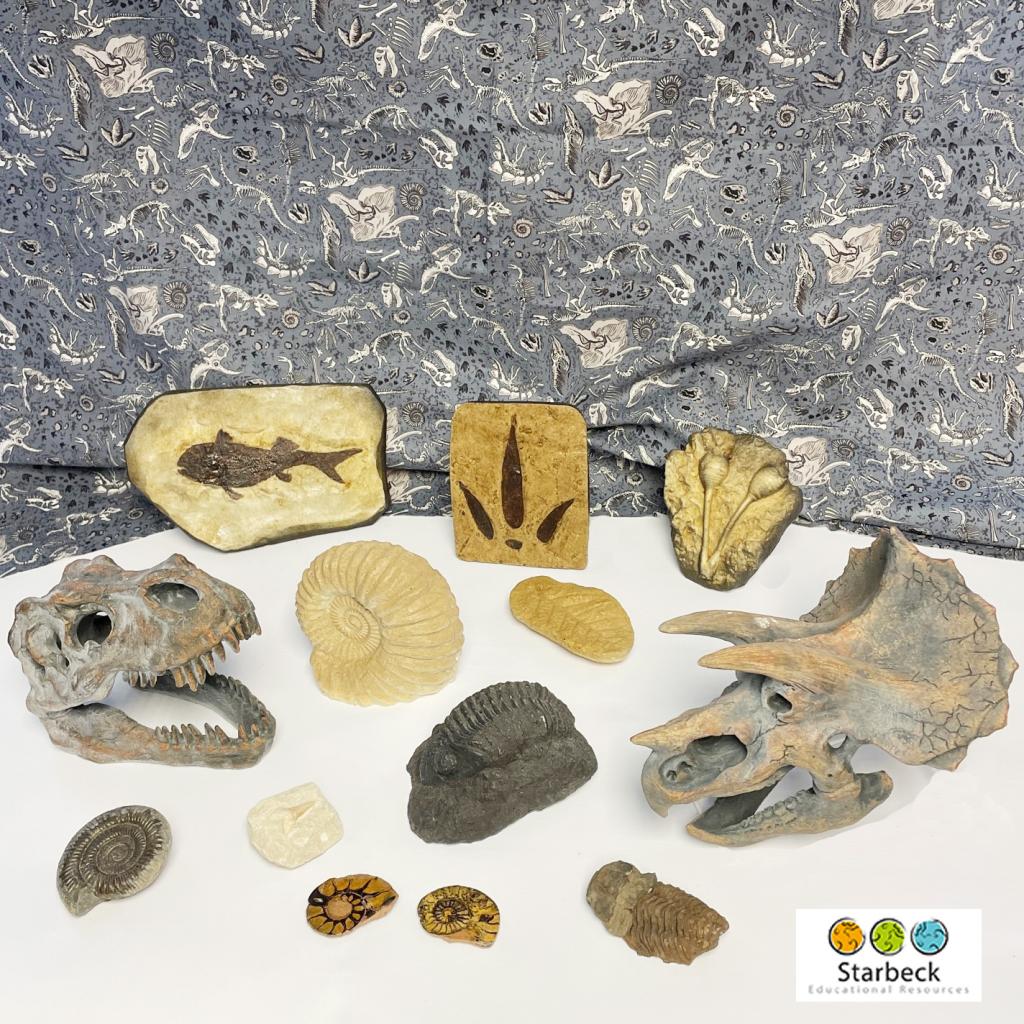 Fossils and Dinosaurs