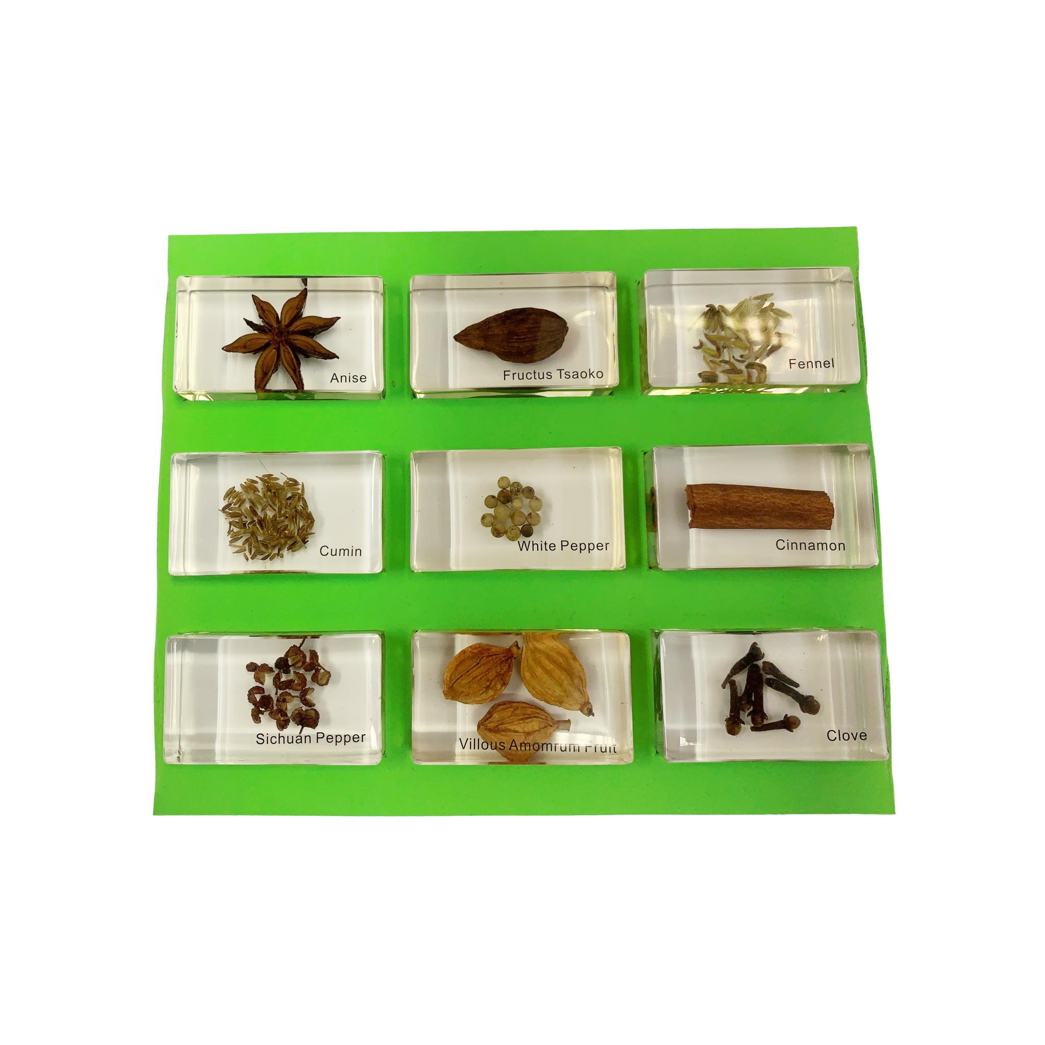 Children Science Specimens | Starbeck Education