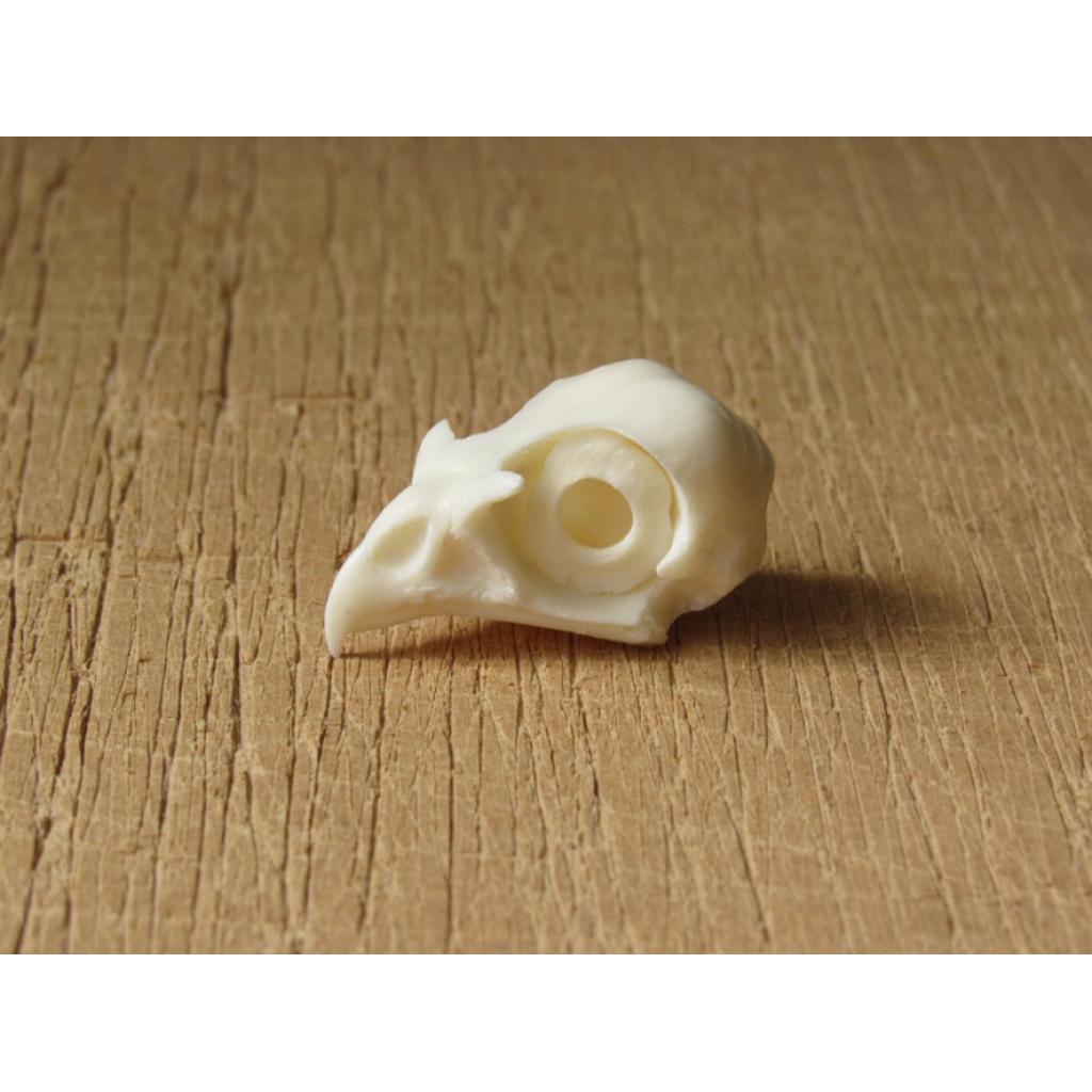 Replica Skulls and Skeletons | Starbeck Education