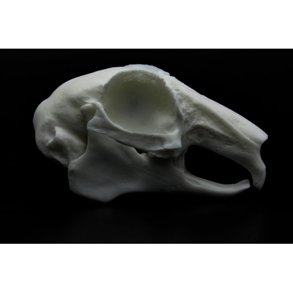 Replica Skulls and Skeletons | Starbeck Education