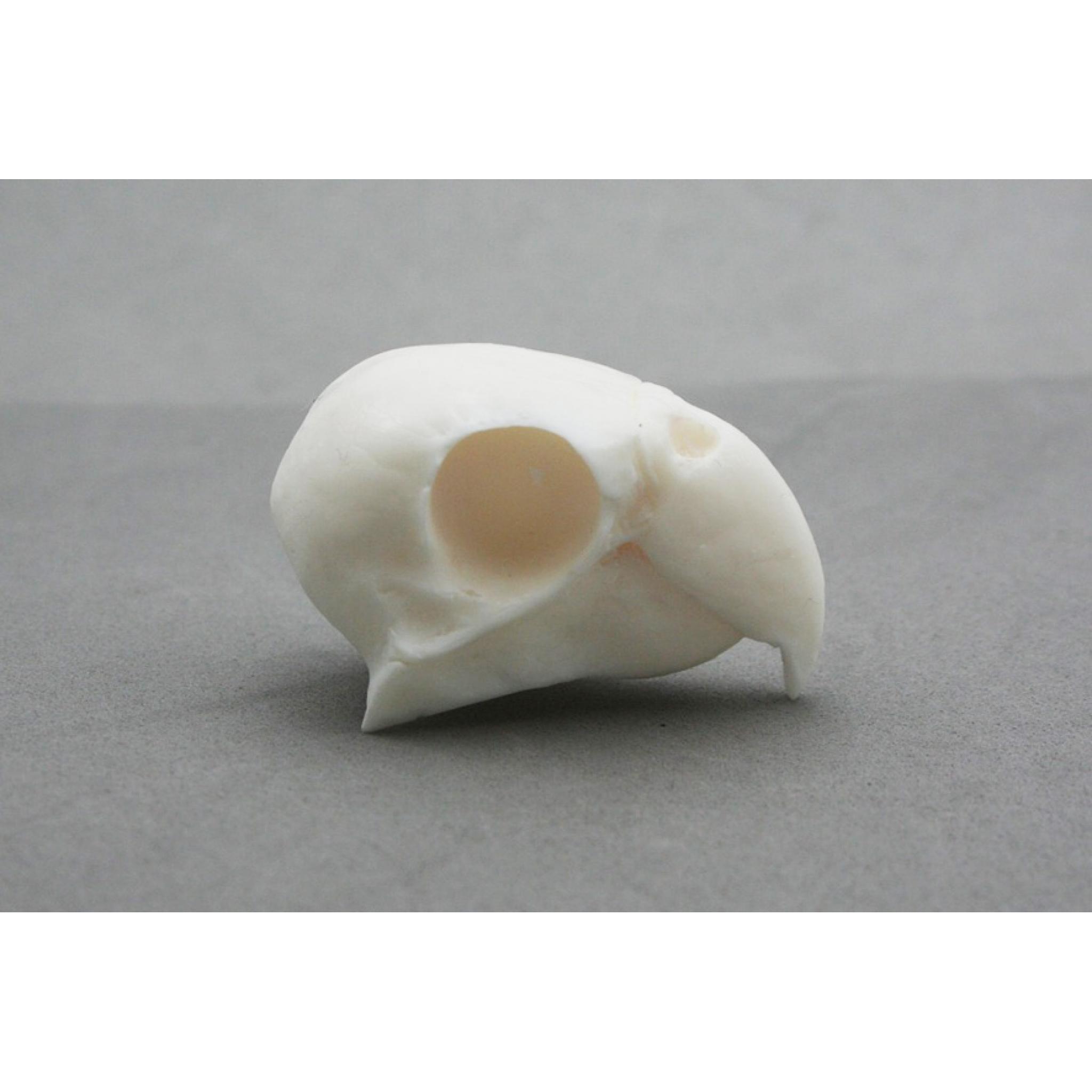 Replica Parakeet Skull | Starbeck Education
