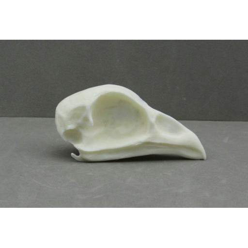 Replica Chicken Skull | Starbeck Education