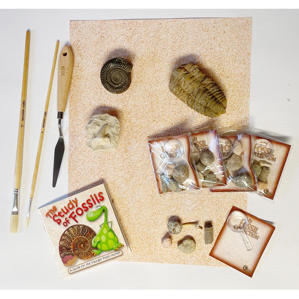 Fossils and Dinosaurs