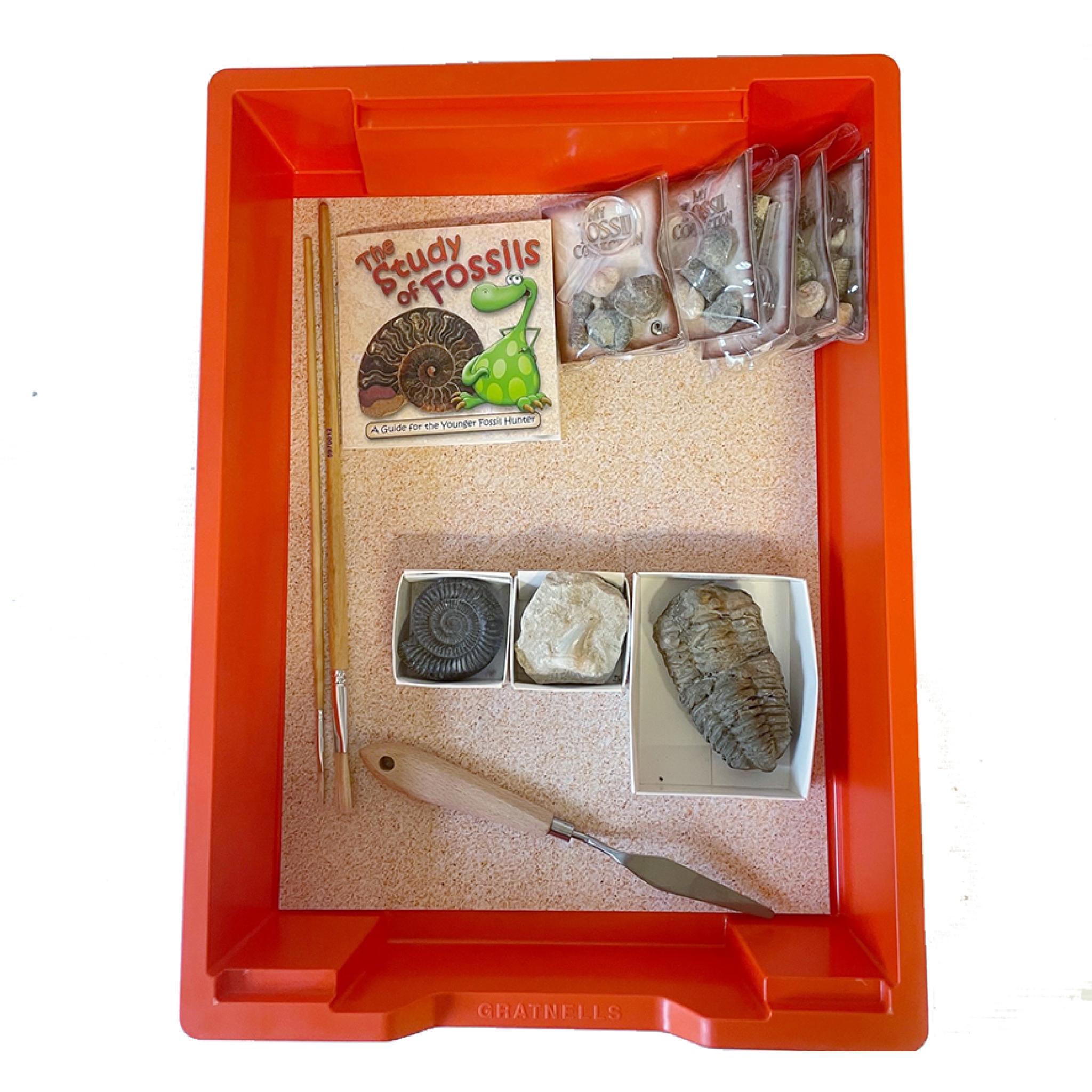 Fossils Archaeological Dig Kit and Fossils | Starbeck Education