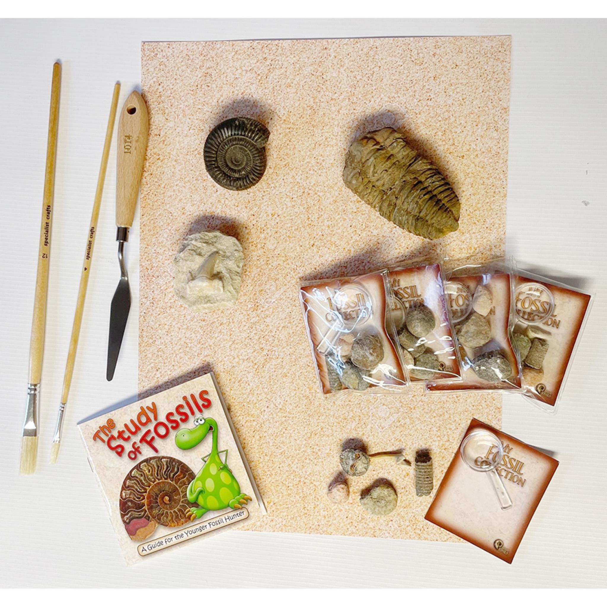 Fossils Archaeological Dig Kit and Fossils | Starbeck Education