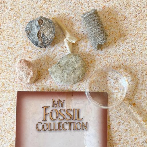 Fossils Archaeological Dig Kit and Fossils | Starbeck Education