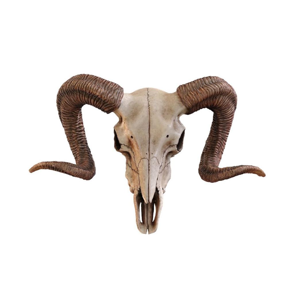 Replica Skulls and Skeletons | Starbeck Education