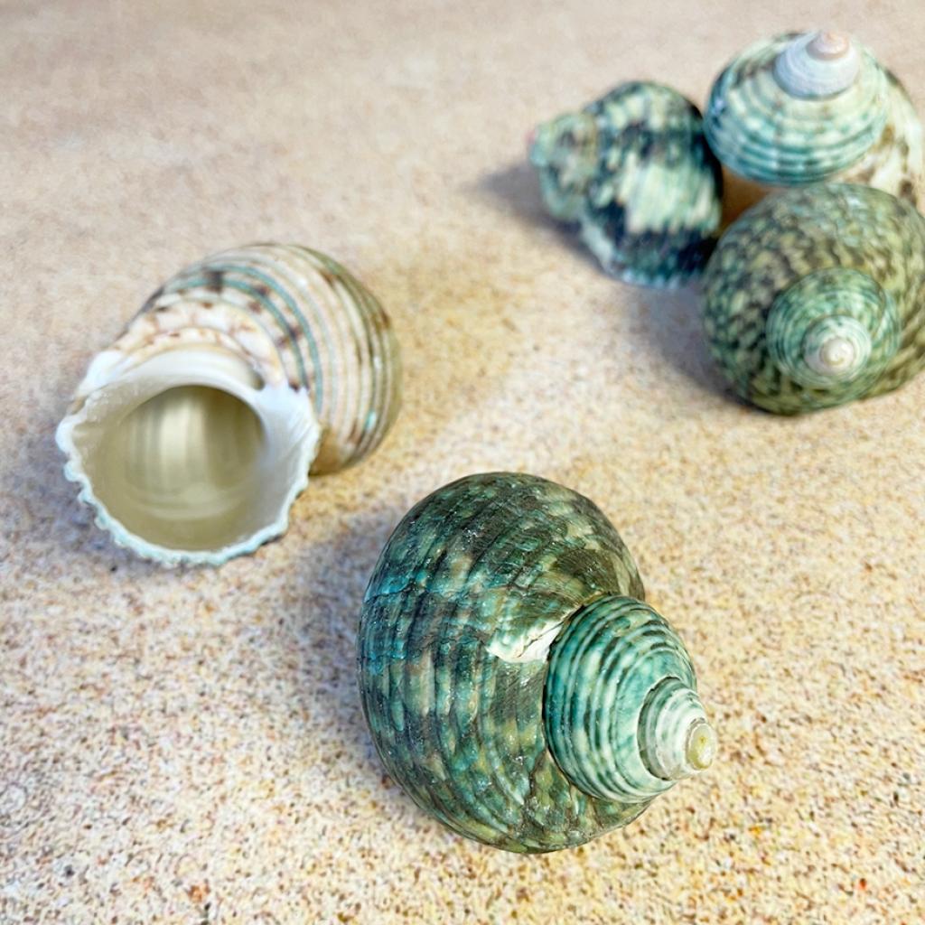 Green Turbo Shells (2-5cm) x 5 | Starbeck Education