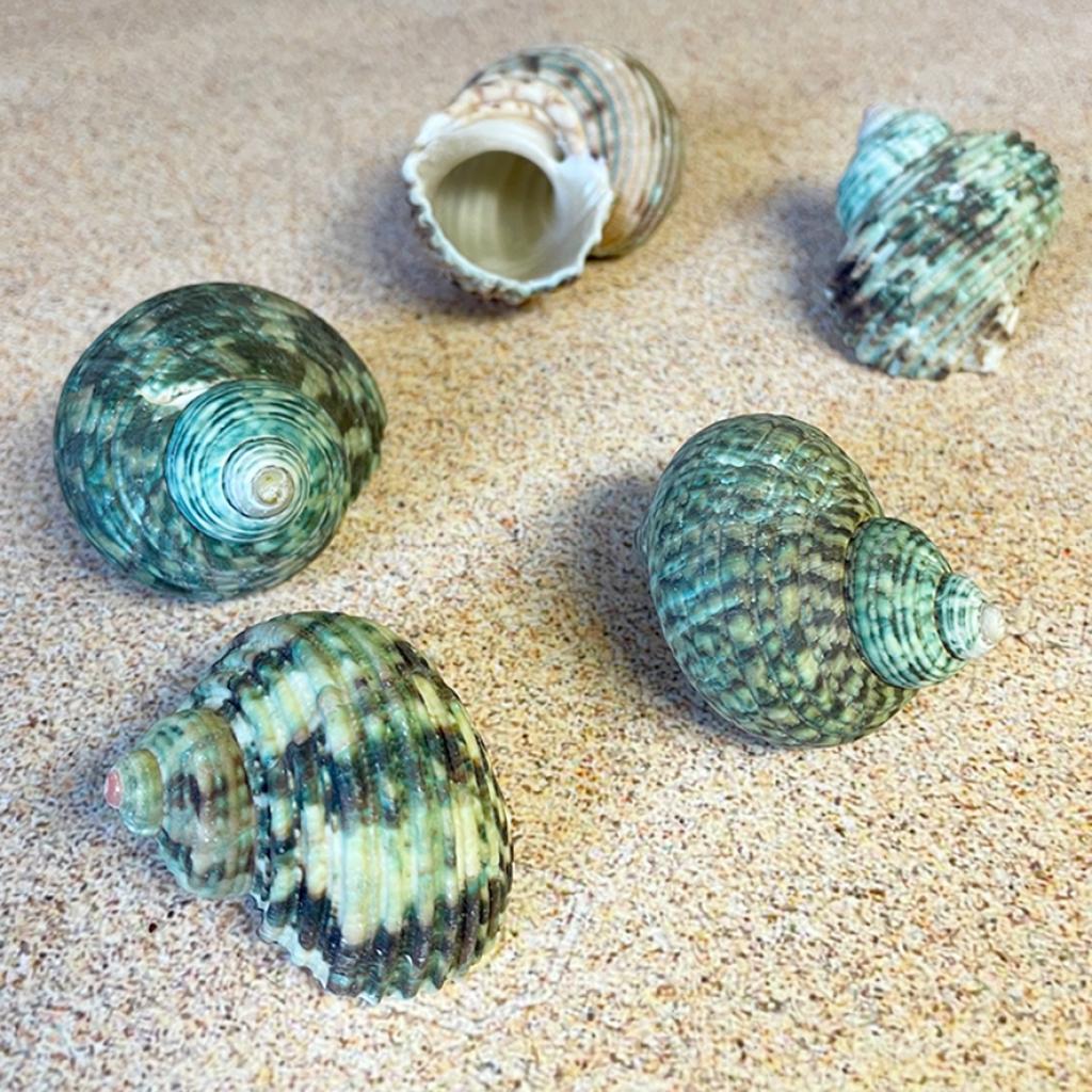 Green Turbo Shells (2-5cm) x 5 | Starbeck Education