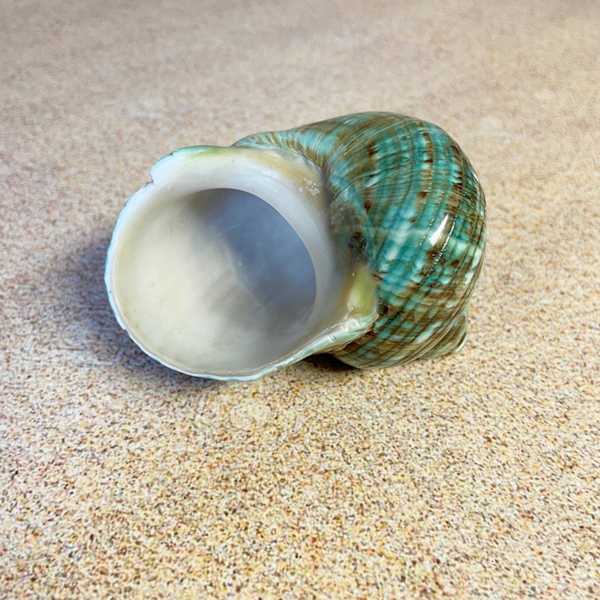 Large Green Turbo Shell (8 - 10cm) | Starbeck Education