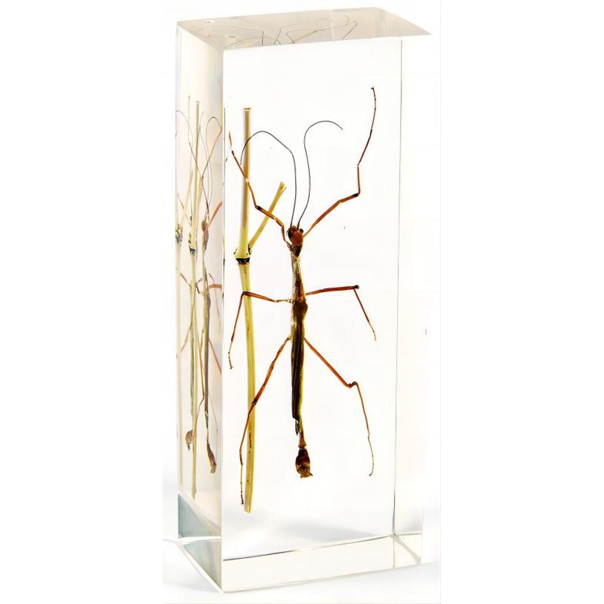 Stick Insect