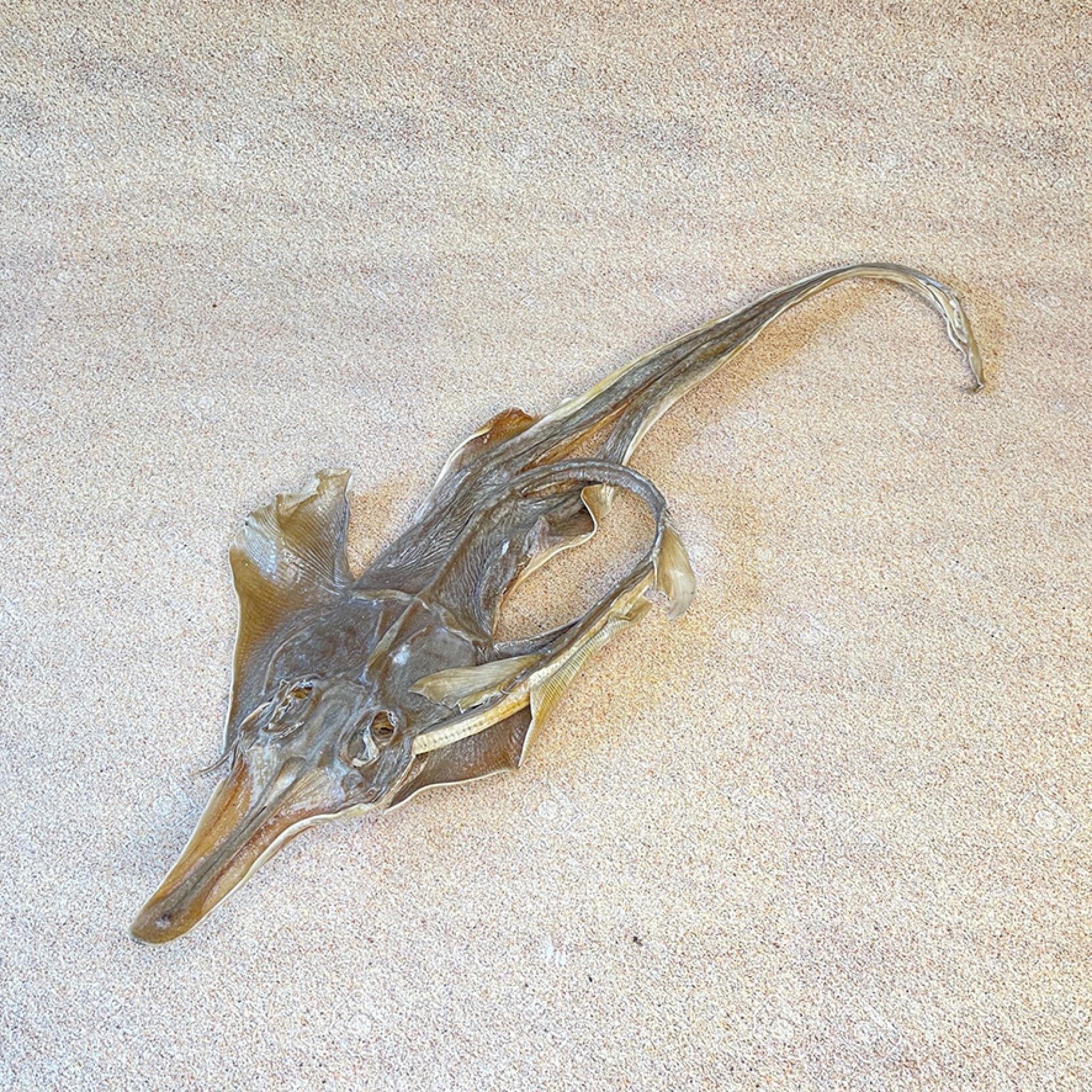 Dried Devil Fish (Ray) | Starbeck Education