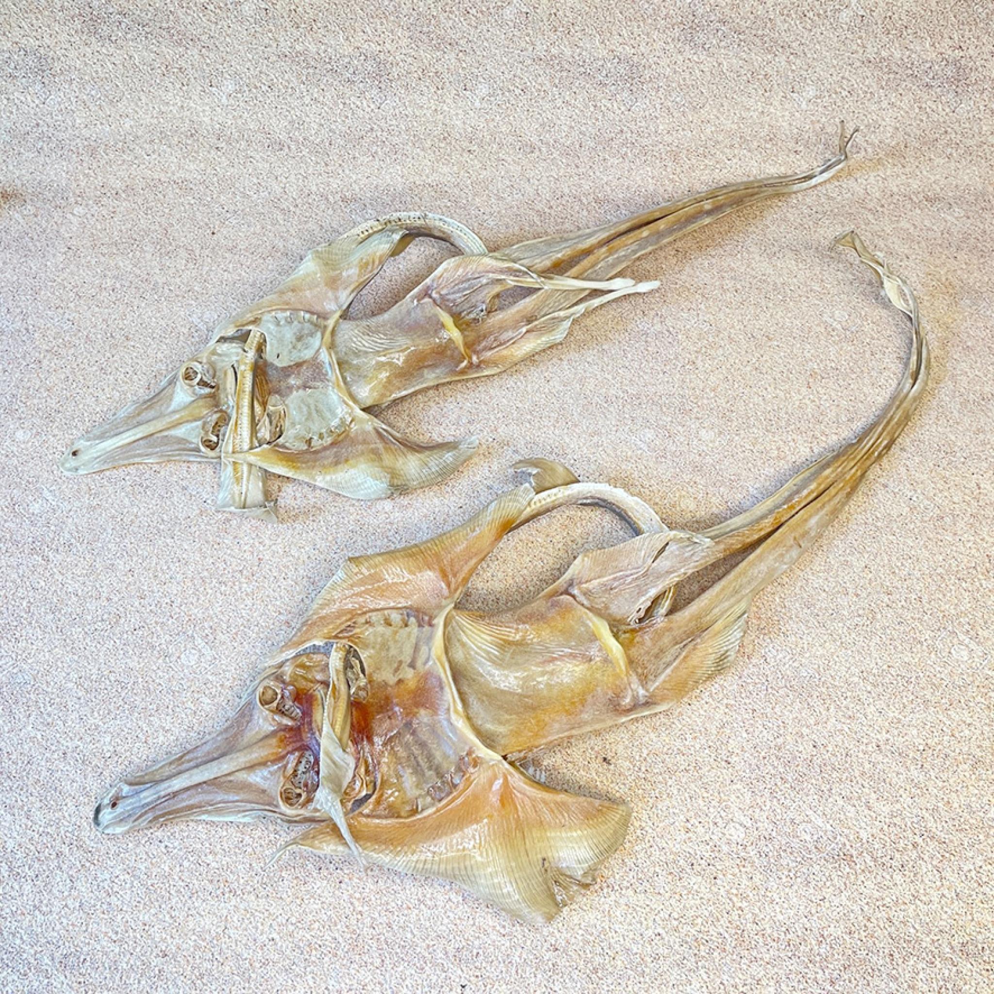 Dried Devil Fish (Ray) | Starbeck Education