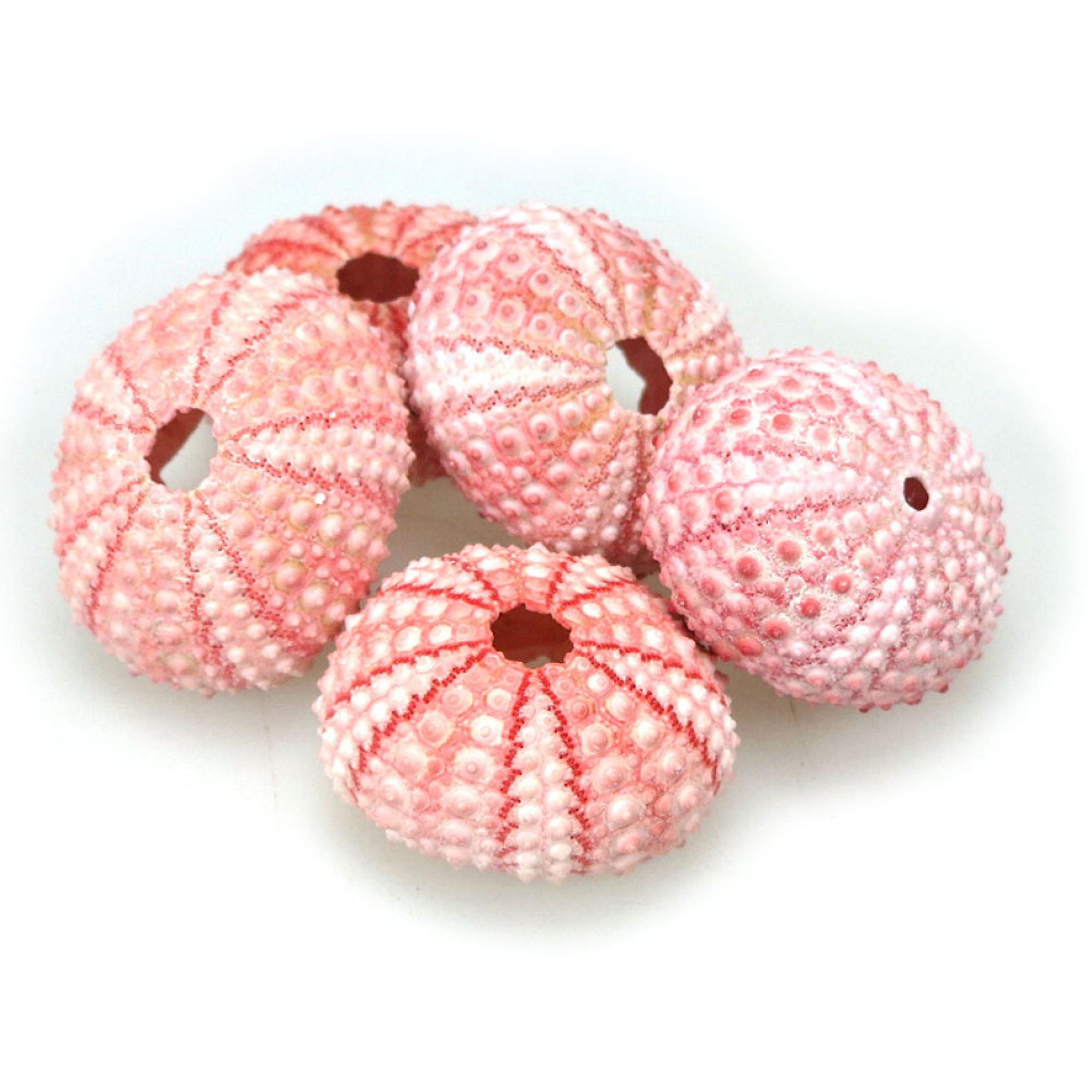 Pink Sea Urchins - Pack of 12 | Starbeck Education