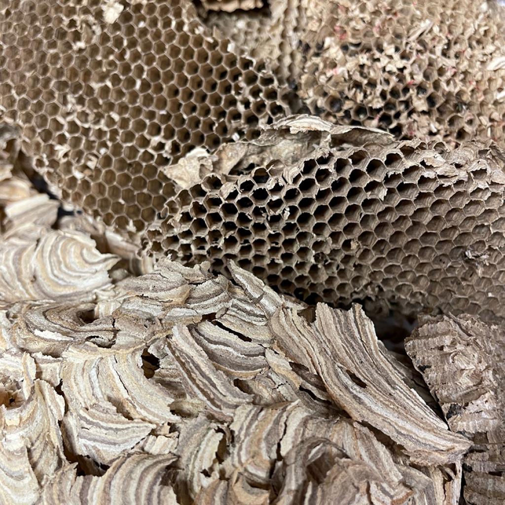 Wasp Nest Sections | Starbeck Education