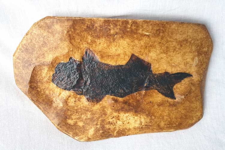 Large Fish Fossil Cast | Starbeck Education