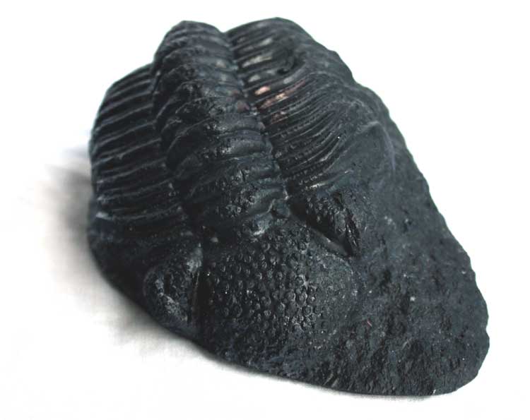 Large Replica Trilobite | Starbeck Education