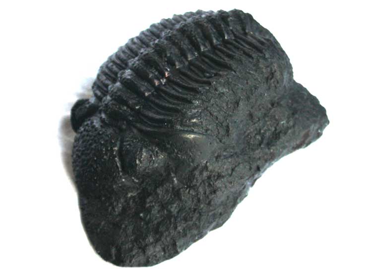 Large Replica Trilobite | Starbeck Education
