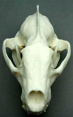 Replica Resin Badger Skull | Starbeck Education